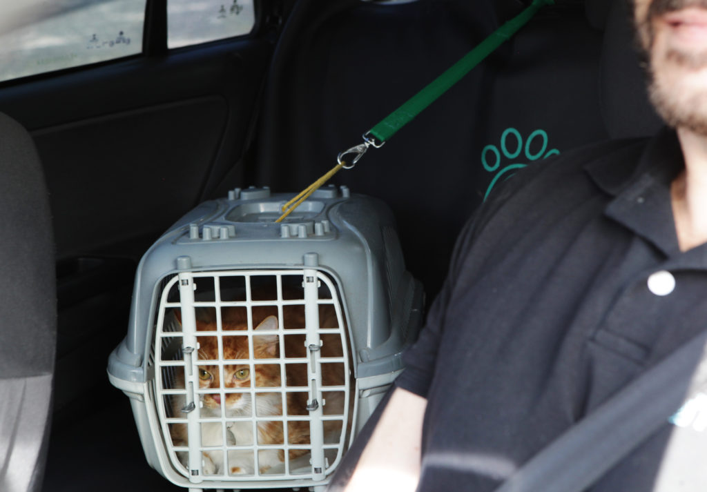 Já pensou em passear com seu gato? Confira dicas para um rolê seguro e ...