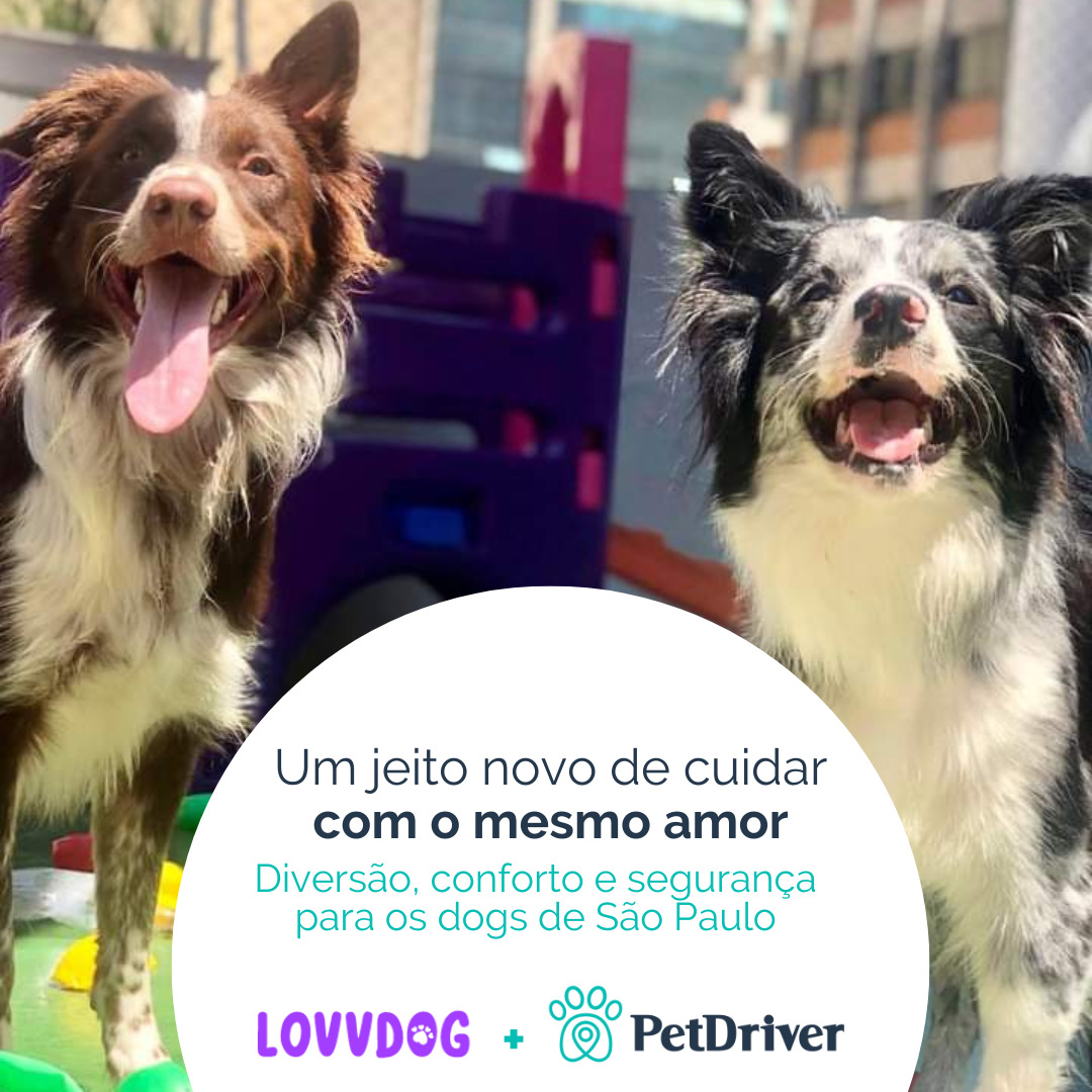 Diversão, conforto e segurança de um jeito diferente - PetDriver - O ...