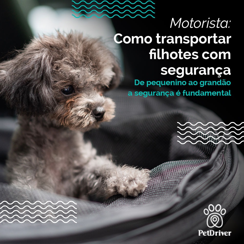 Transporte de filhotes na PetDriver, como funciona? - PetDriver - O APP ...